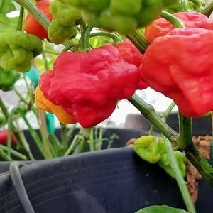 Foodarama Red Scotch Bonnet Hot Pepper Seeds 10+ Florida Grown - Etsy