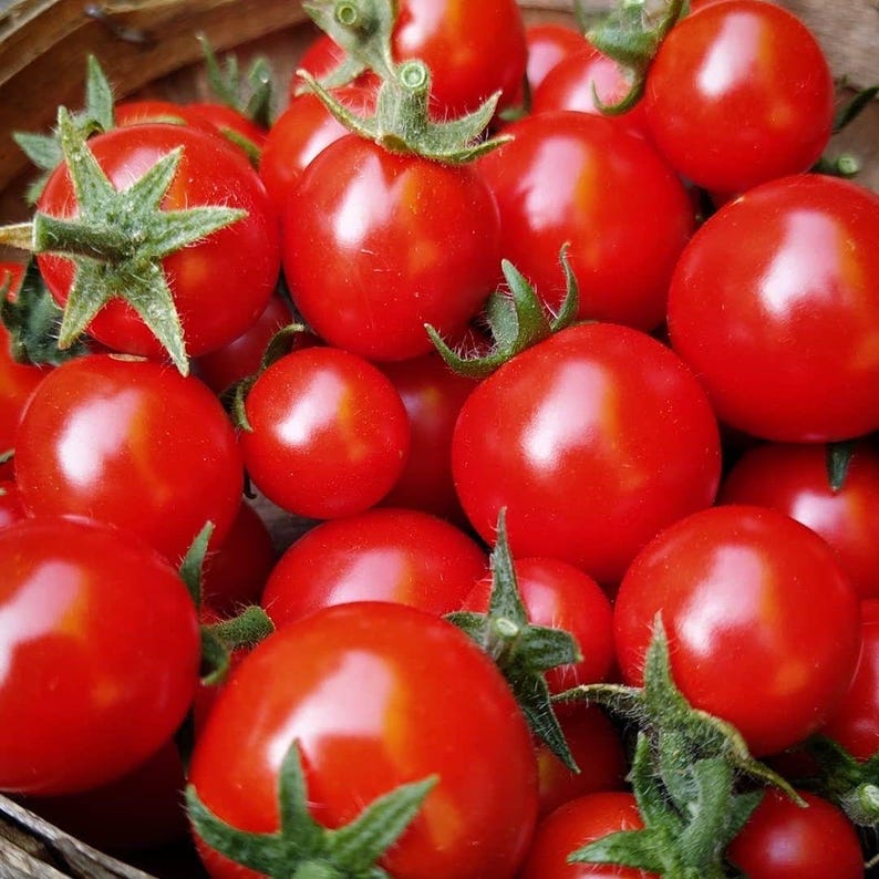 Micro-tina Dwarf Space Tomato Seeds - Etsy