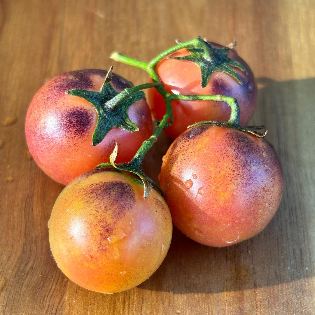 Rio Cherry Tomato Seeds From Bill Yoder Duran Duran Line Florida Heat ...