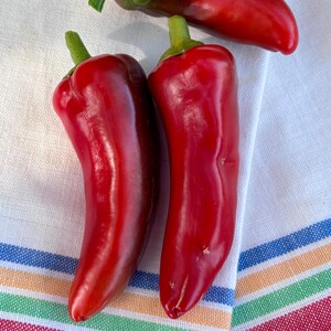 Kapia Hungarian Paprika Spice Pepper Seeds 10+ Florida Grown Czech ...