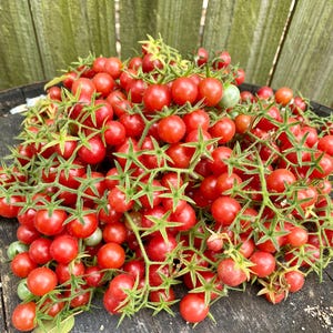 Florida Favorites Seminole Pumpkin Everglades Tomatoes Early Silver ...