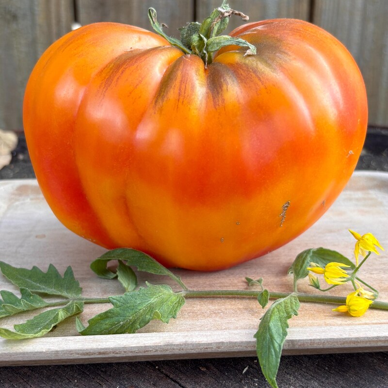 Bill Yoder Tomato Seeds - Etsy