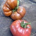 Notorious Tomato Seeds From Bill Yoder Duran Duran Line Florida Heat ...