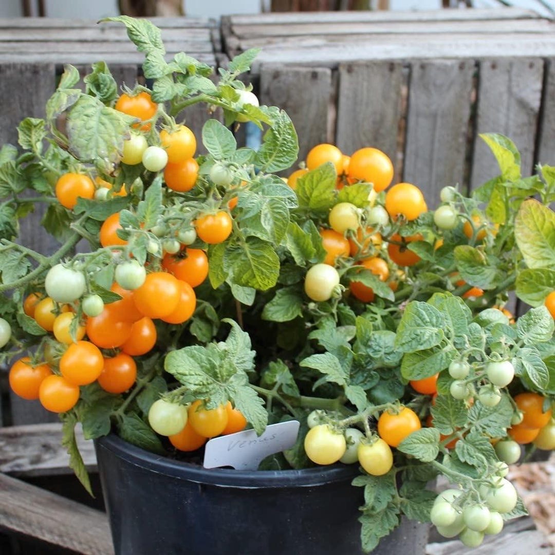 Venus Micro Dwarf Tomato Seeds Florida Heat Friendly - Etsy
