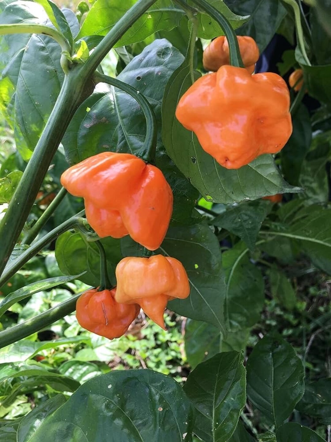 Bahamian Goat Caribbean Hot Pepper Seeds - Etsy