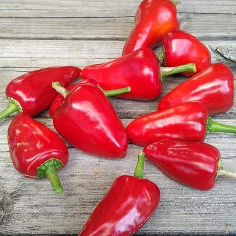 Calabrian Caviar Organic Pepper Seeds - Etsy