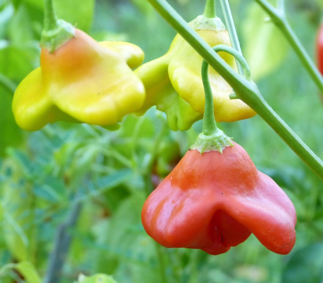 Ubatuba Cambuci Brazilian Pepper - Etsy