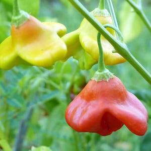 Ubatuba Cambuci Brazilian Pepper - Etsy