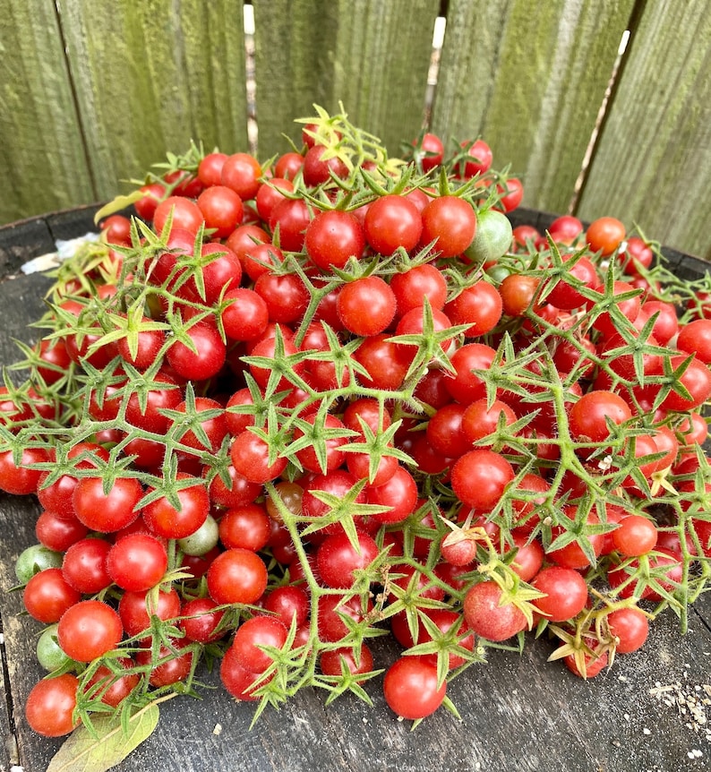 Everglades Tomato Seeds Florida Grown - Etsy