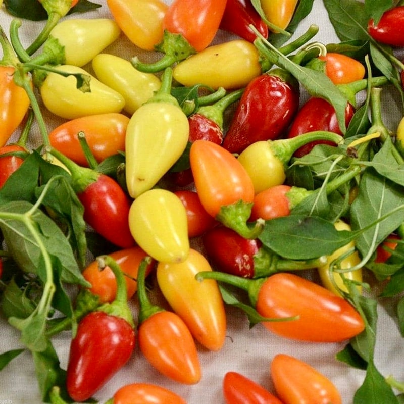 Micro Pepper - Etsy