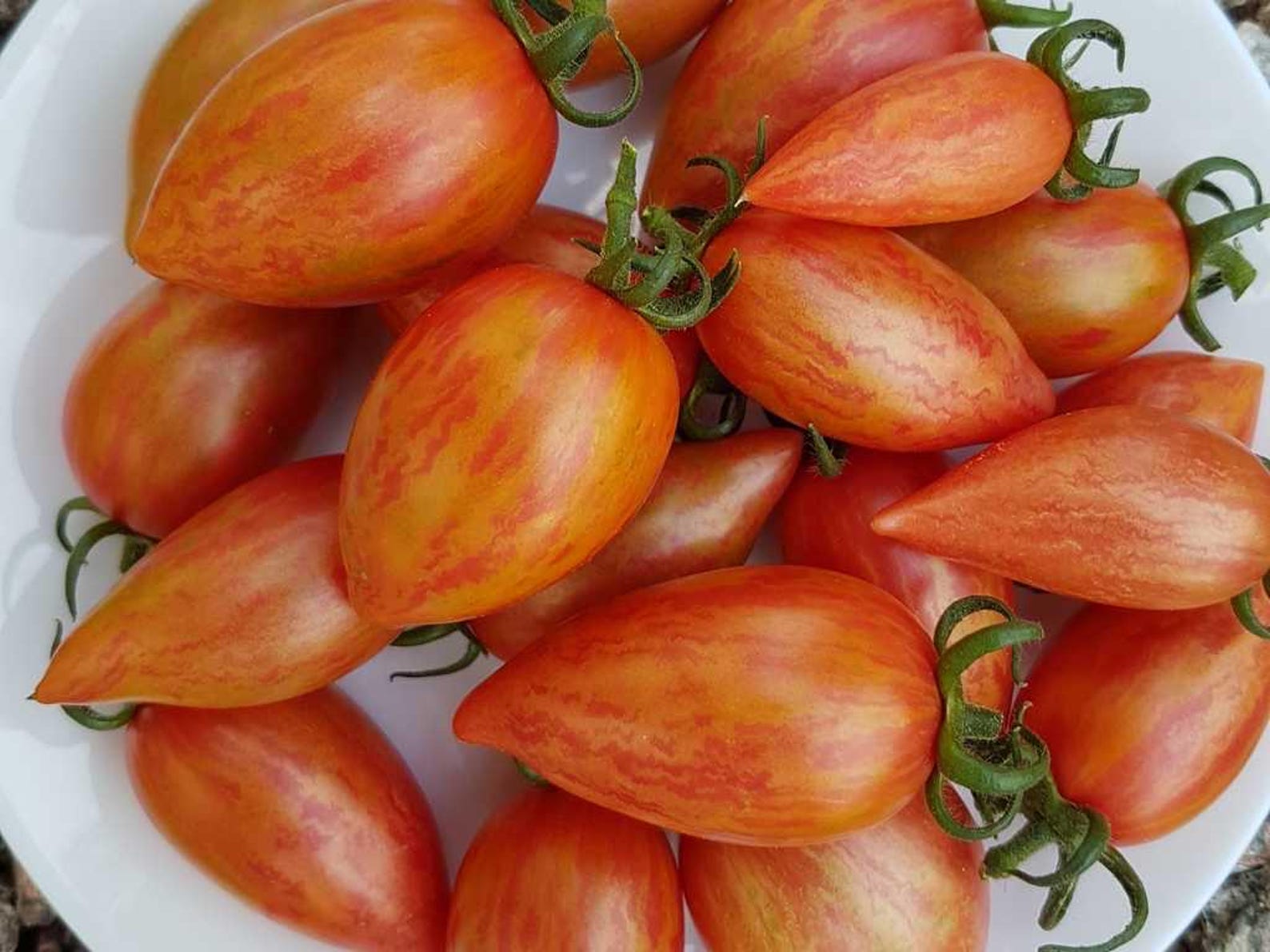 Candy Sweet Icicle Tomato Seeds Florida Heat Friendly - Etsy