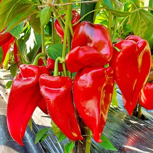 Kapia Hungarian Paprika Spice Pepper Seeds 10+ Florida Grown Czech ...