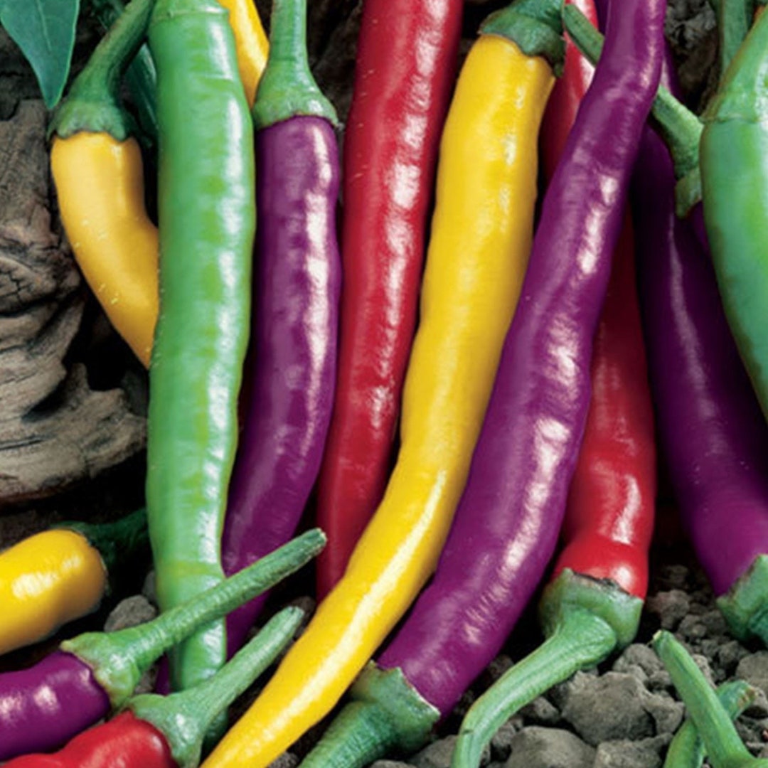 Cayenne Mix Pepper Seeds - Etsy