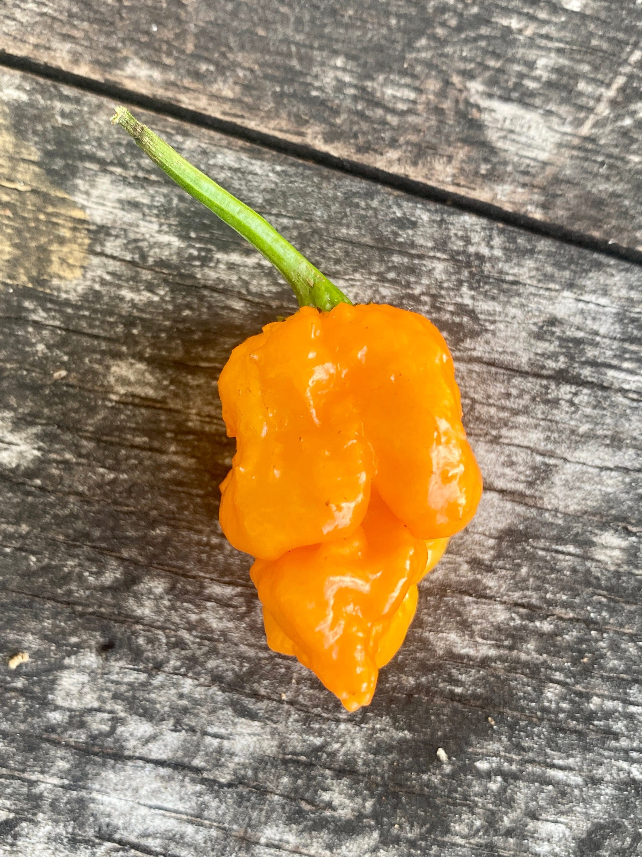 Orange 7 Pot Primo Pepper Seeds - Etsy