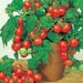 Vilma Micro Dwarf Tomato Seeds Florida Heat Friendly - Etsy