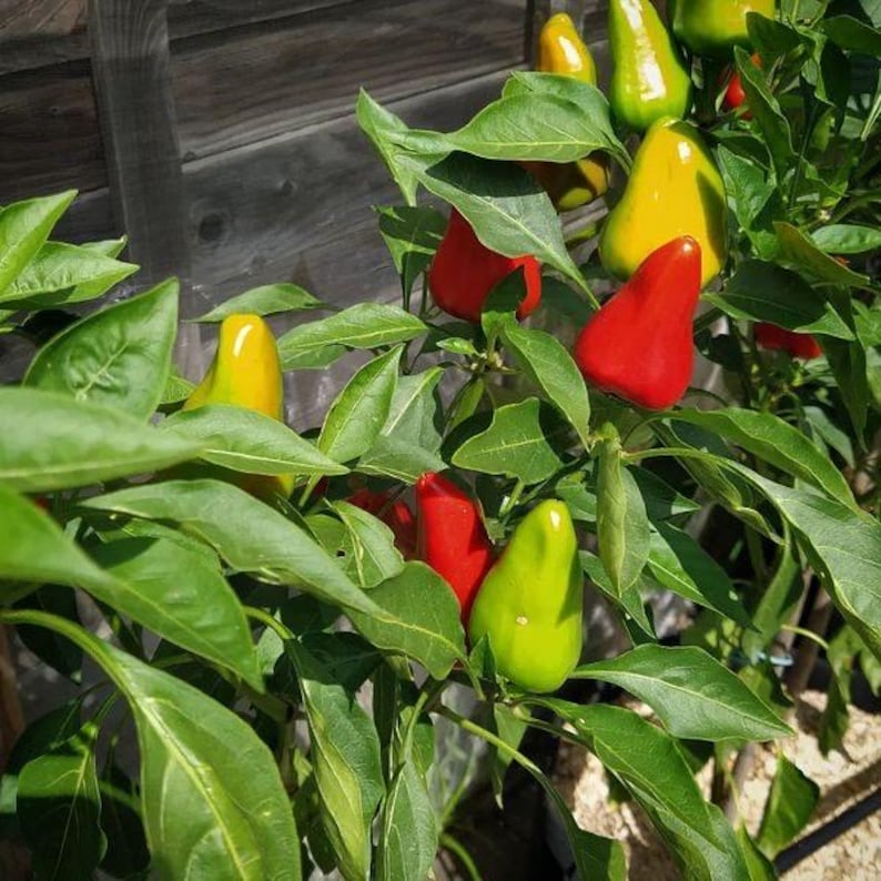 Calabrian Caviar Organic Pepper Seeds - Etsy
