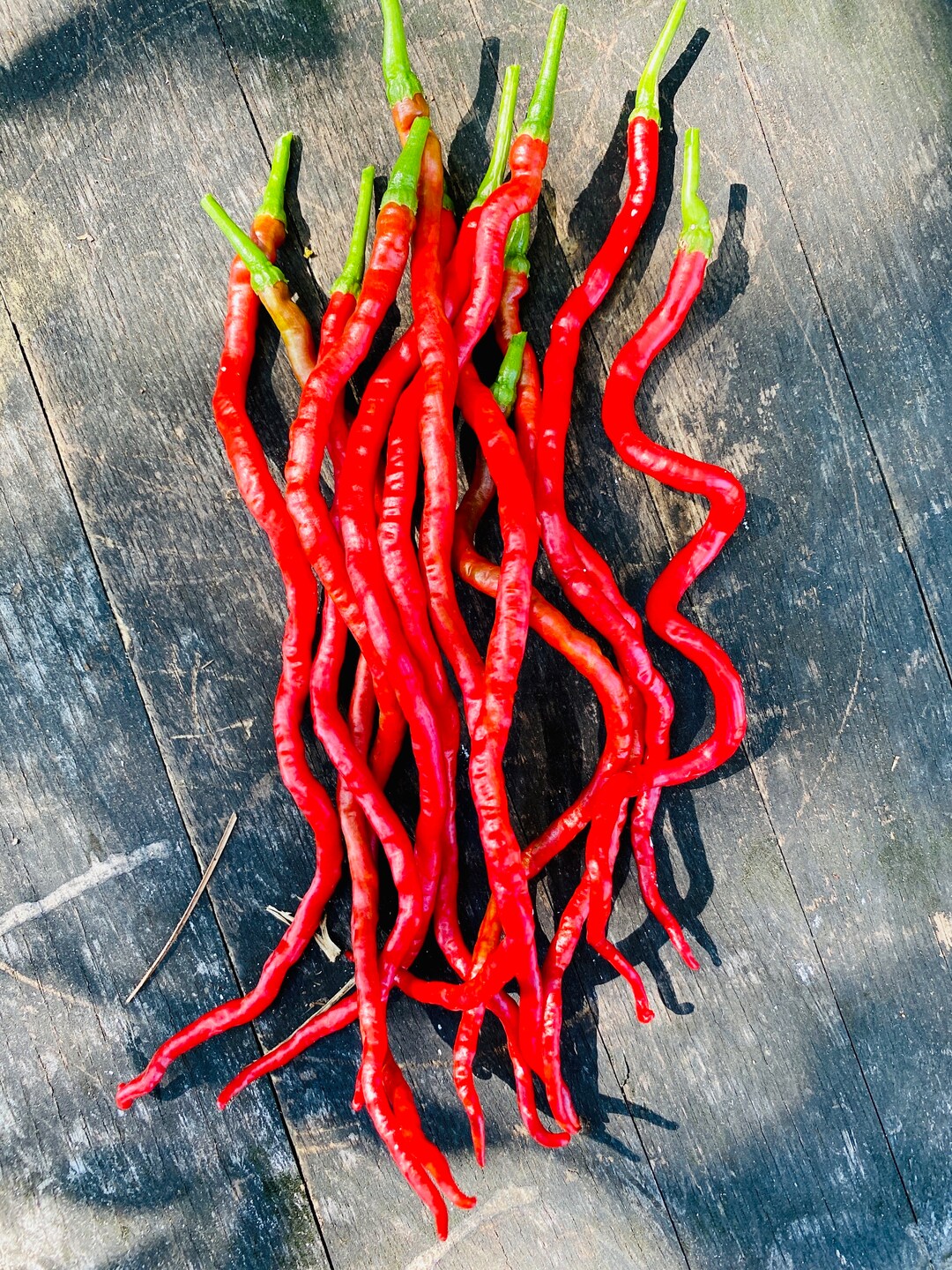 Thunder Mountain Longhorn Hot Pepper Seeds - Etsy