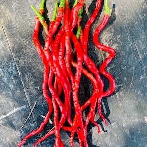 Thunder Mountain Longhorn Hot Pepper Seeds - Etsy
