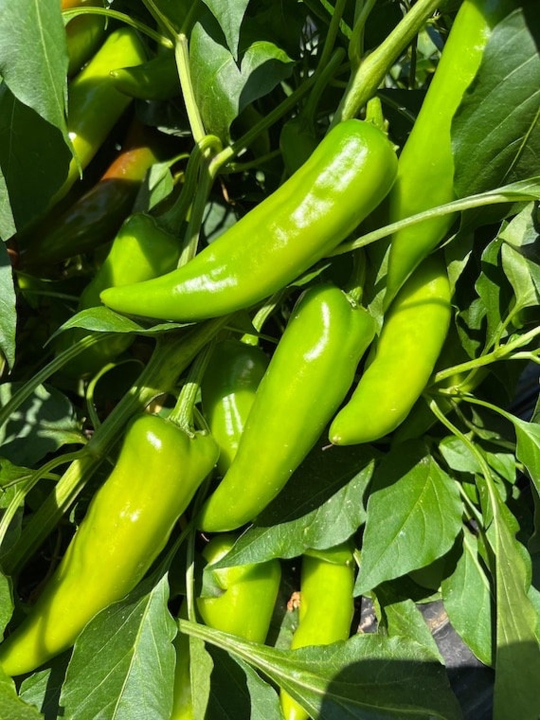 Hatch Rattlesnake Hot Chili Pepper Seeds 10+ - Etsy