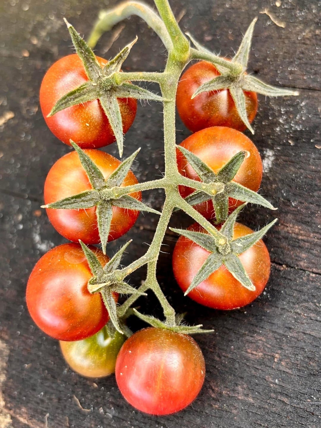 Hungry Like the Wolf Tomato Seeds From Bill Yoder Duran Duran Line ...