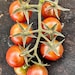 Hungry Like the Wolf Tomato Seeds From Bill Yoder Duran Duran Line ...