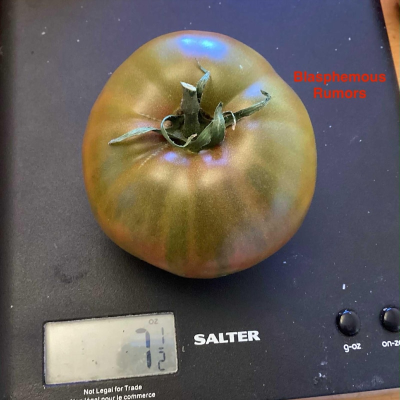 Bill Yoder Tomato Seeds - Etsy