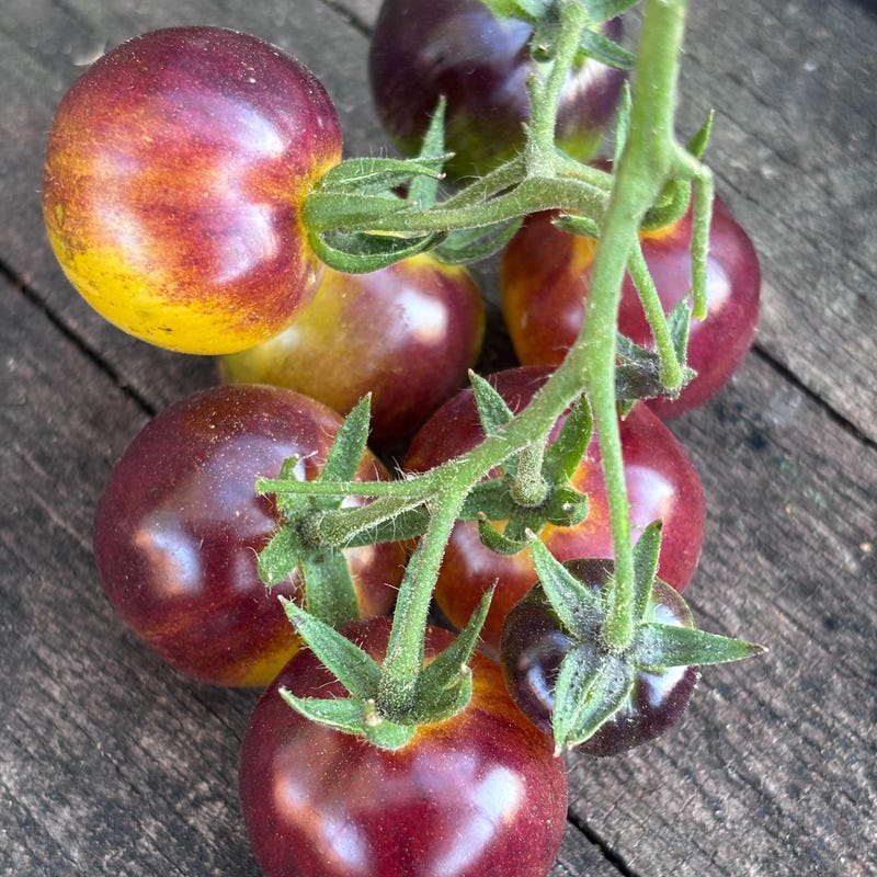 Bill Yoder Tomato Seeds - Etsy