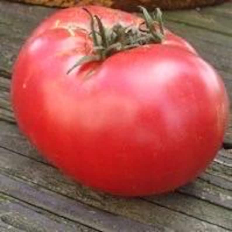 West Virginia Straw Tomato Seeds - Etsy