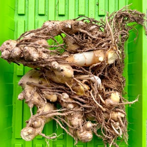 Shampoo Ginger Rhizome MASSIVE Florida Grown. Actual Root to Be Shipped ...