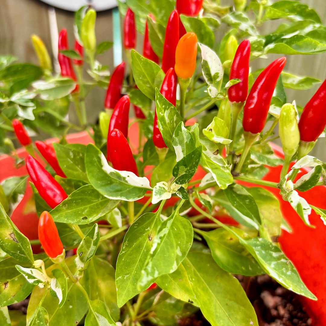 Midwest Fiesta Orange Variegated Pepper Seeds 10+ Florida Grown - Etsy