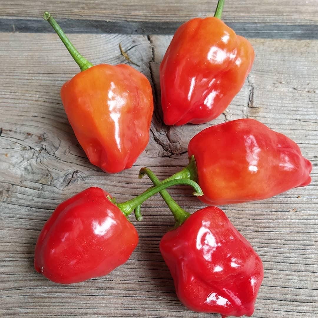 Peppadew Organic Pepper Seeds - Etsy
