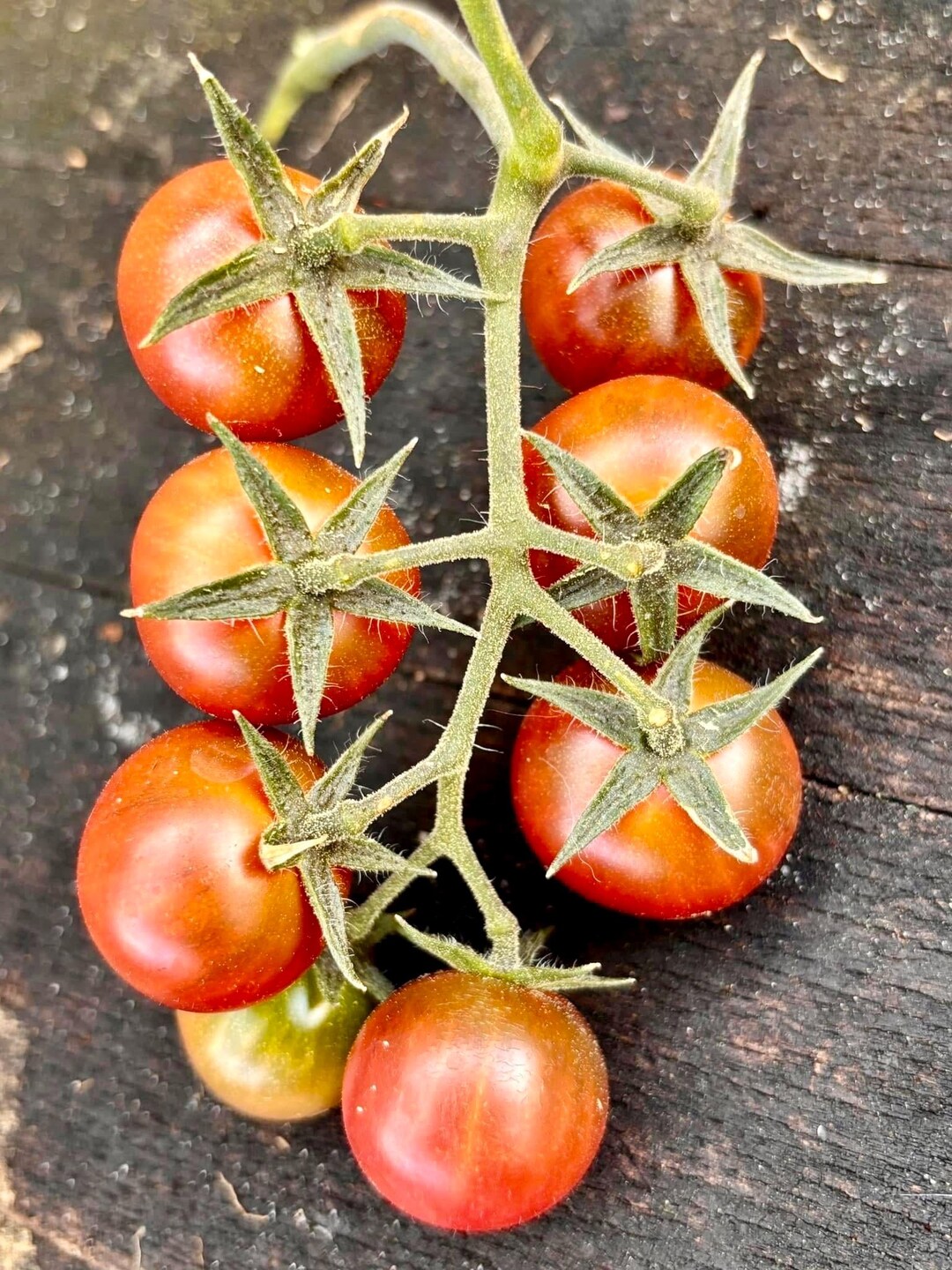 Controversy Dwarf Cherry Tomato Seeds From Bill Yoder Prince Line ...