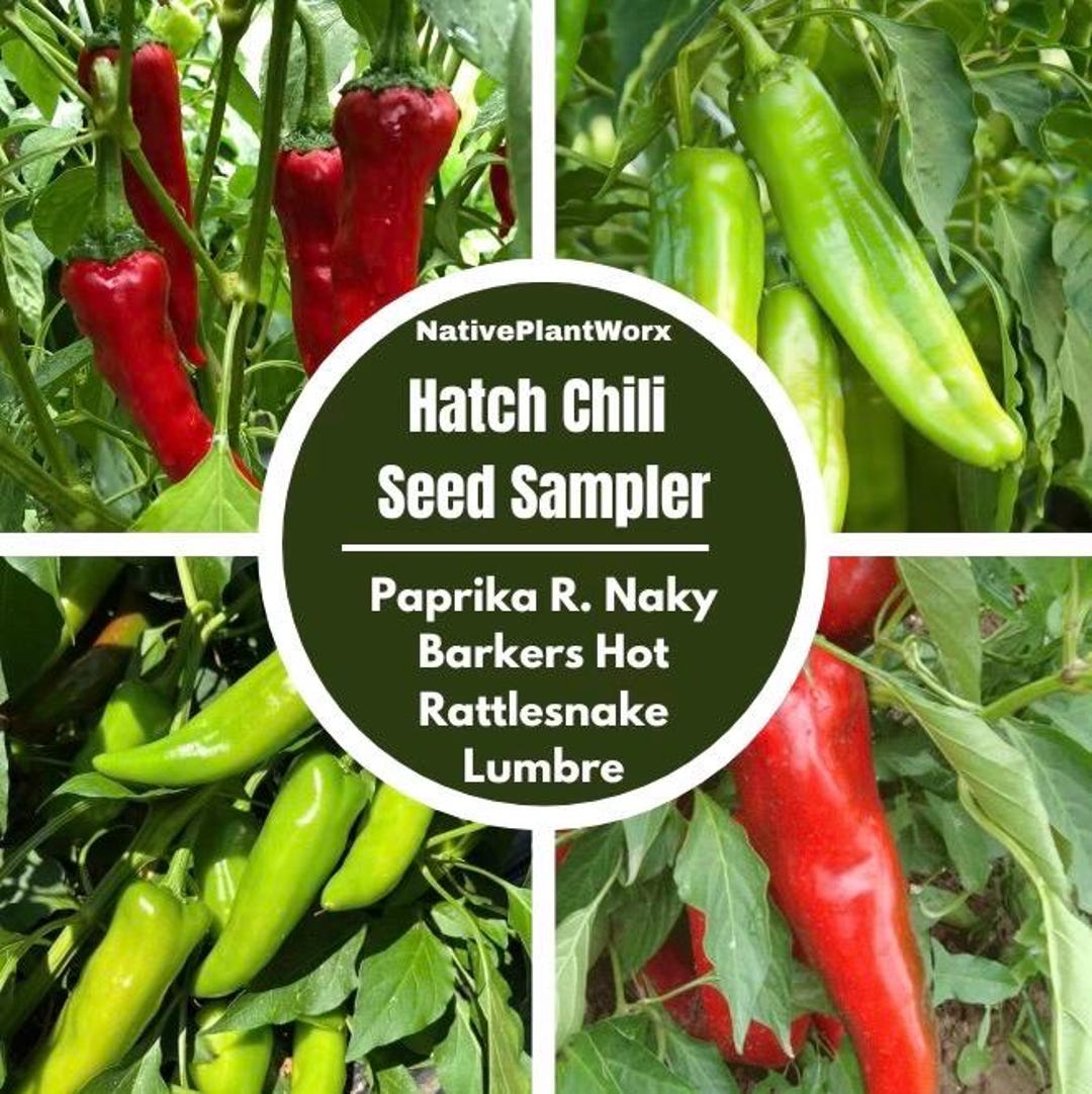 Hatch Chili Seed Sampler - Etsy