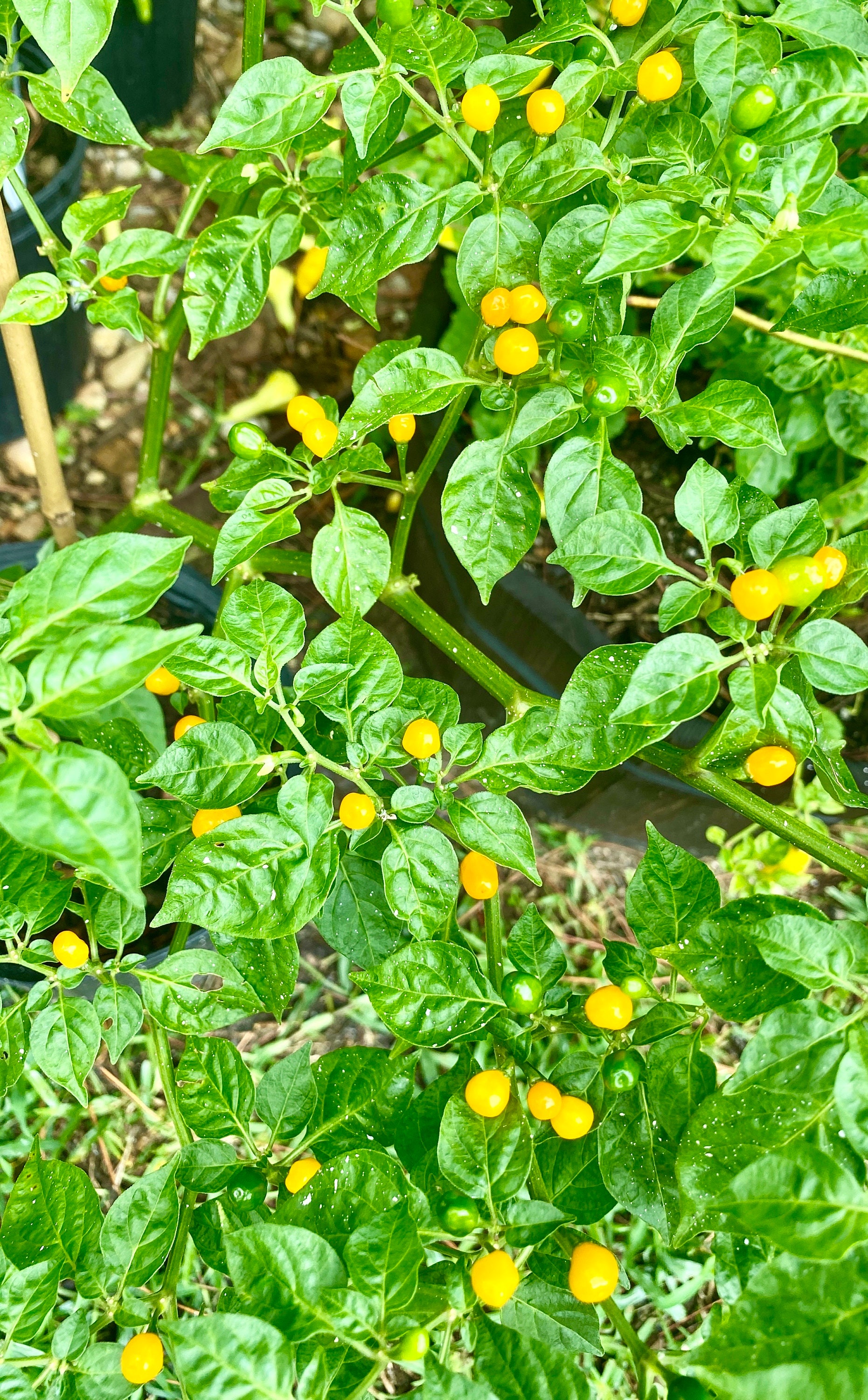 Aji Charapita Rare Pepper Seeds - Etsy