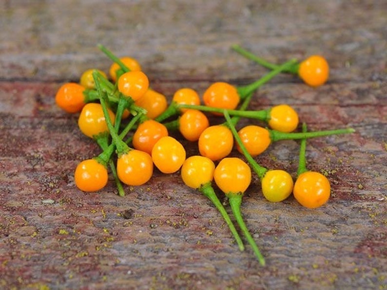 Aji Charapita Rare Pepper Seeds - Etsy