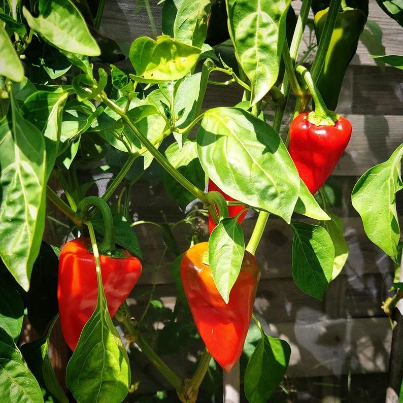Pequillo Lodosa Basque Sweet Organic Pepper Seeds - Etsy