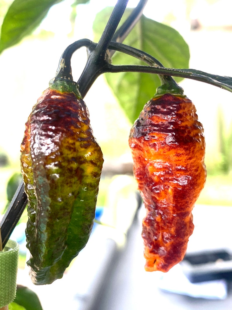 Hallows Eve Halloween Hot Pepper Seeds 10+ - Etsy