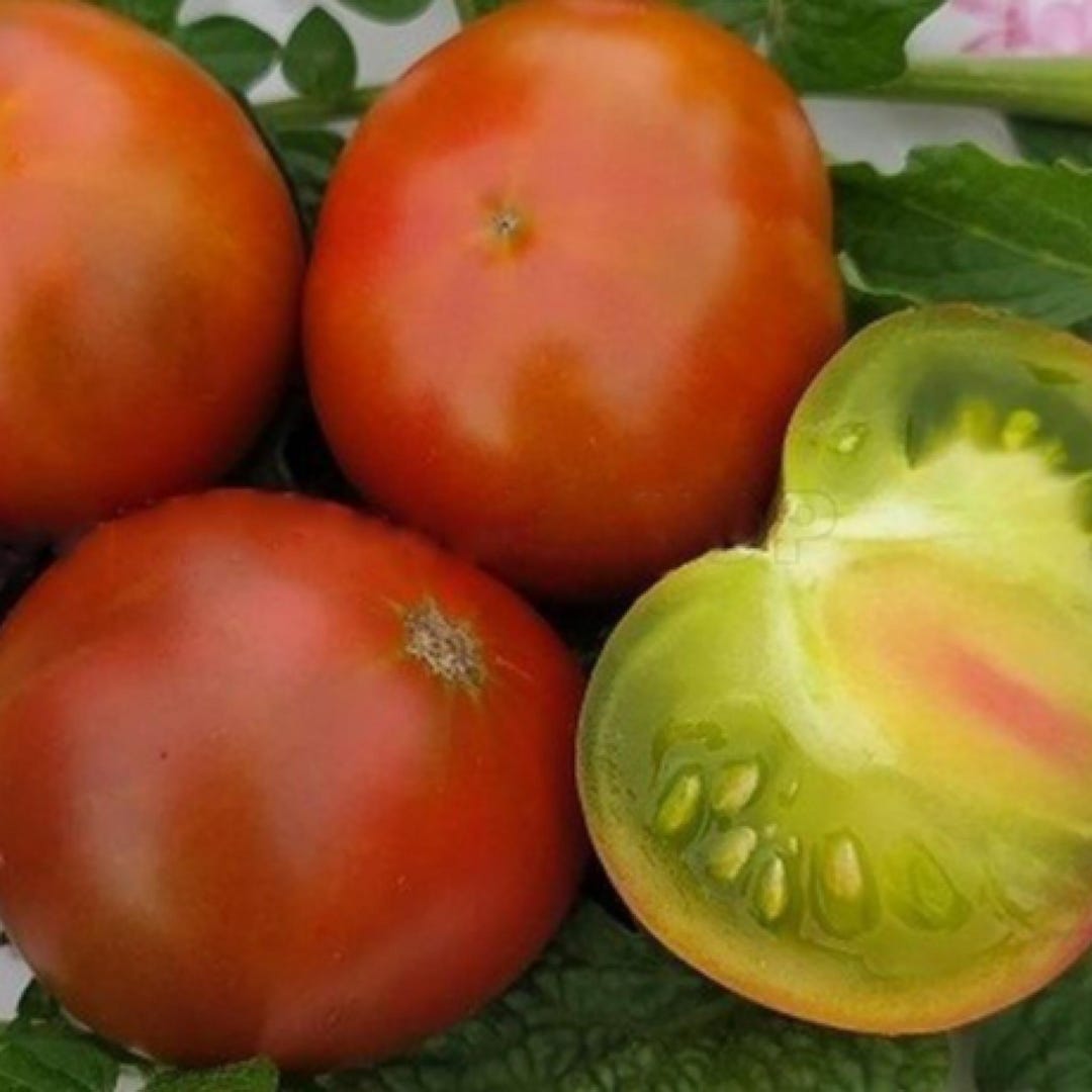Copperhead Dwarf Tomato Seeds Florida Grown - Etsy
