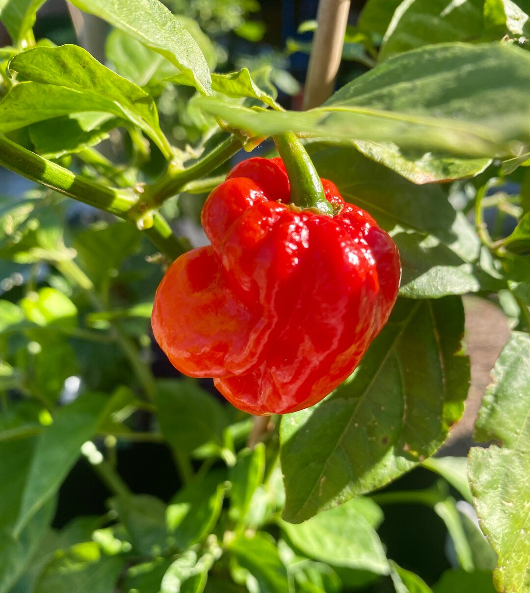 Aleppo Syrian Silk Road Pepper Seeds 10+ Florida Grown - Etsy