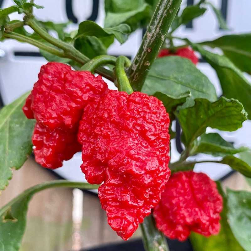 Dragons Breath - Etsy