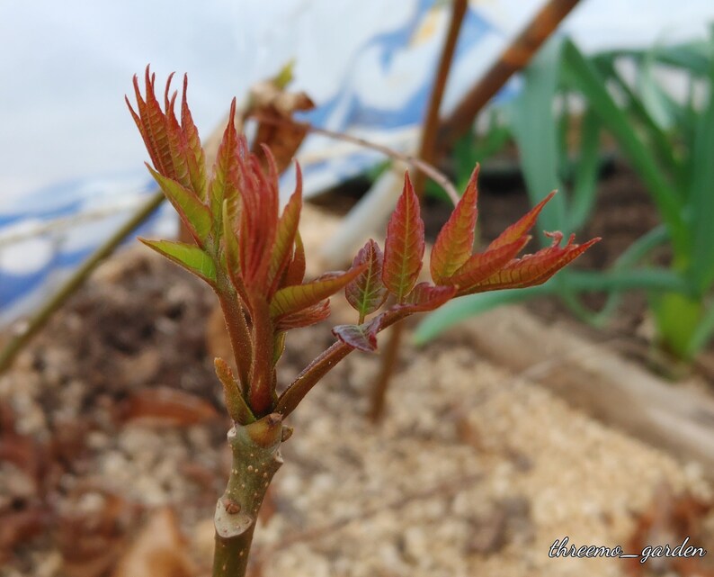 Chinese Red Toon Seeds 红油香椿 Edible Red Oil Toon Toona Sinensis Chinese ...