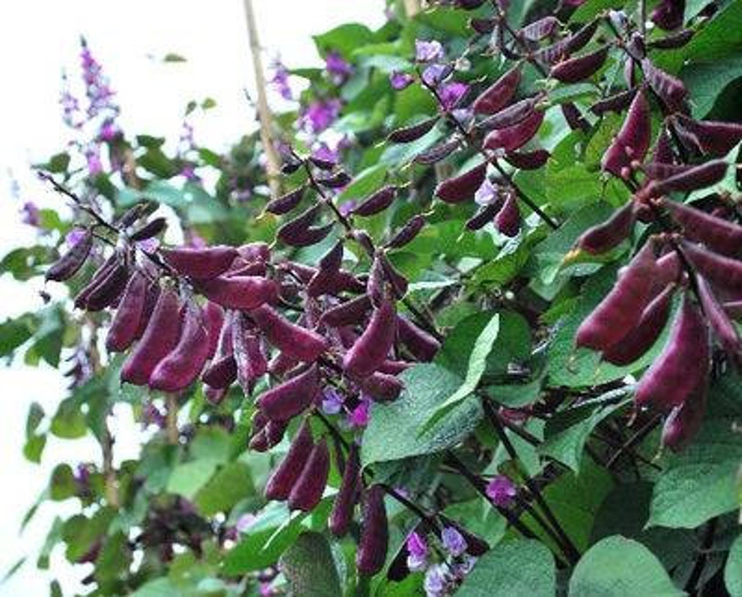 Fresh Ruby Moon Hyacinth Bean Purple Hyacinth Vines, Dolichos Lablab ...