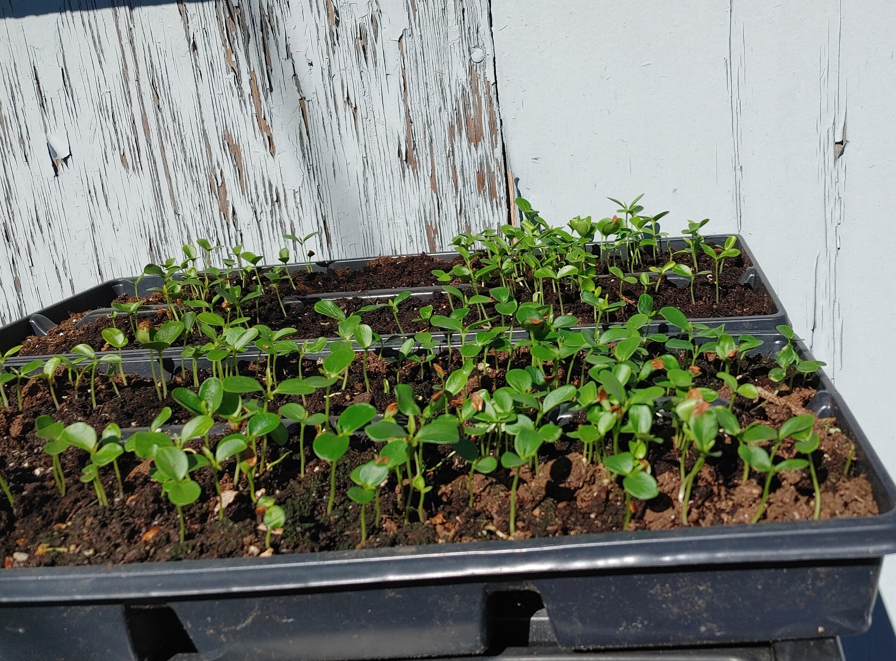 Chinese Red Toon Seeds 红油香椿 Edible Red Oil Toon Toona Sinensis Chinese ...