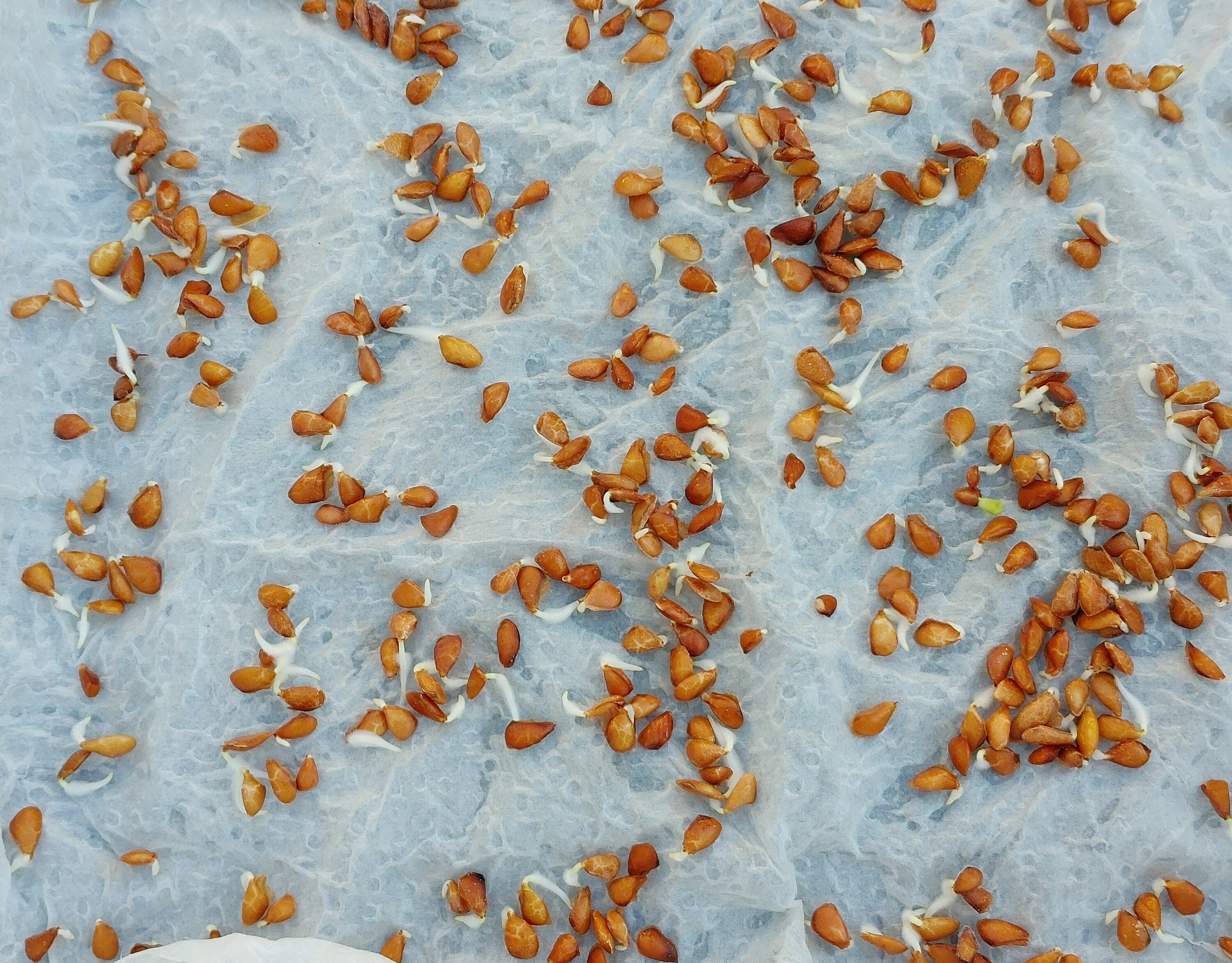 Chinese Red Toon Seeds 红油香椿 Edible Red Oil Toon Toona Sinensis Chinese ...