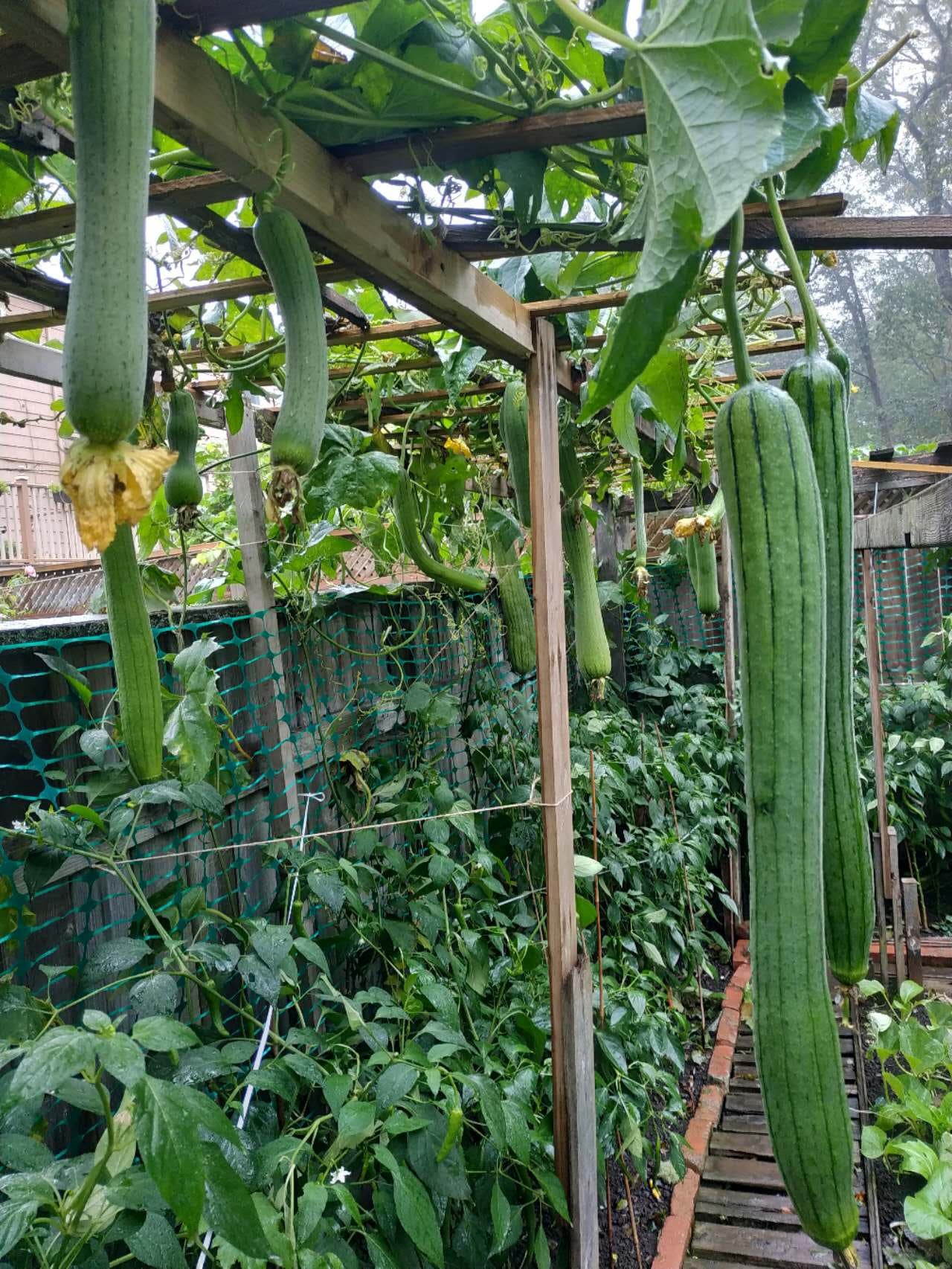 Sponge Gourd Luffa, Long Smooth Luffa Seeds Edible Sponge Gourd 長絲瓜 Sin ...