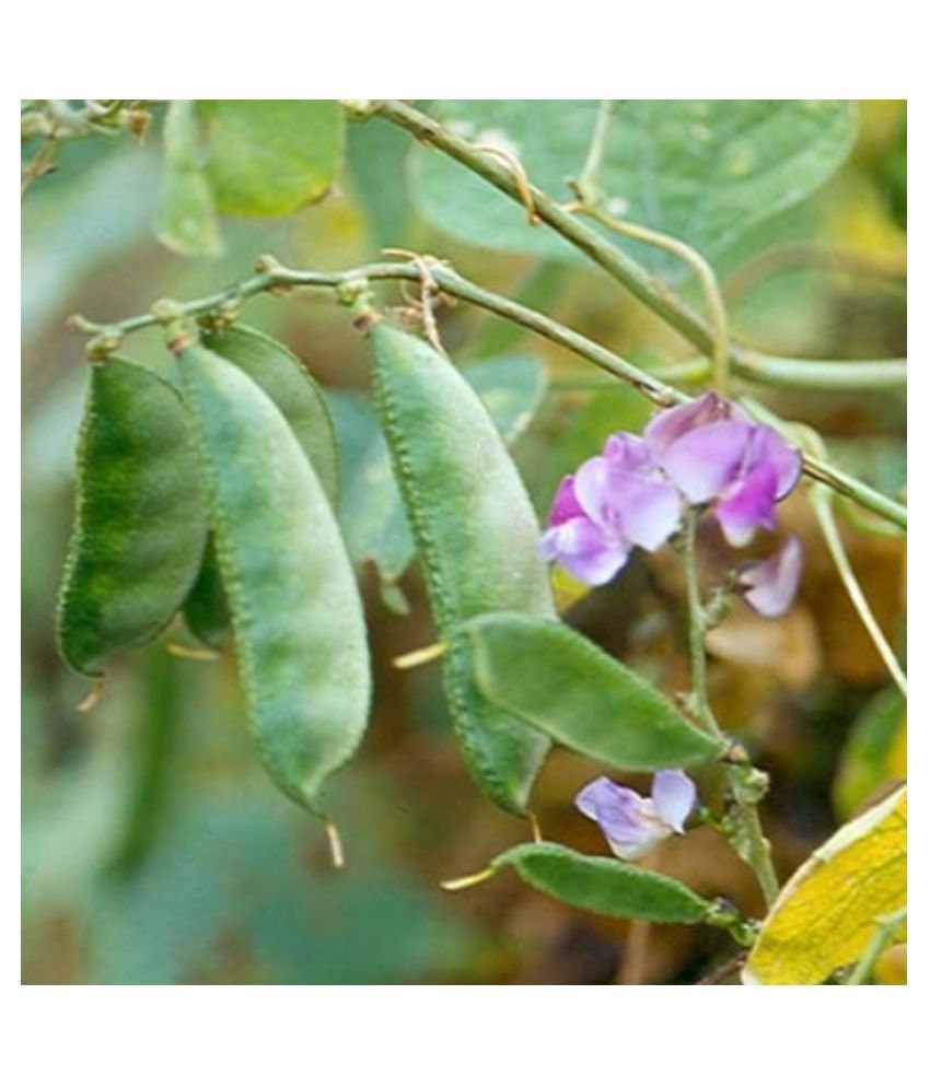 Akhana Fujimame Hyacinth Bean Fresh Seeds, Dolichos Lablab, Purple ...