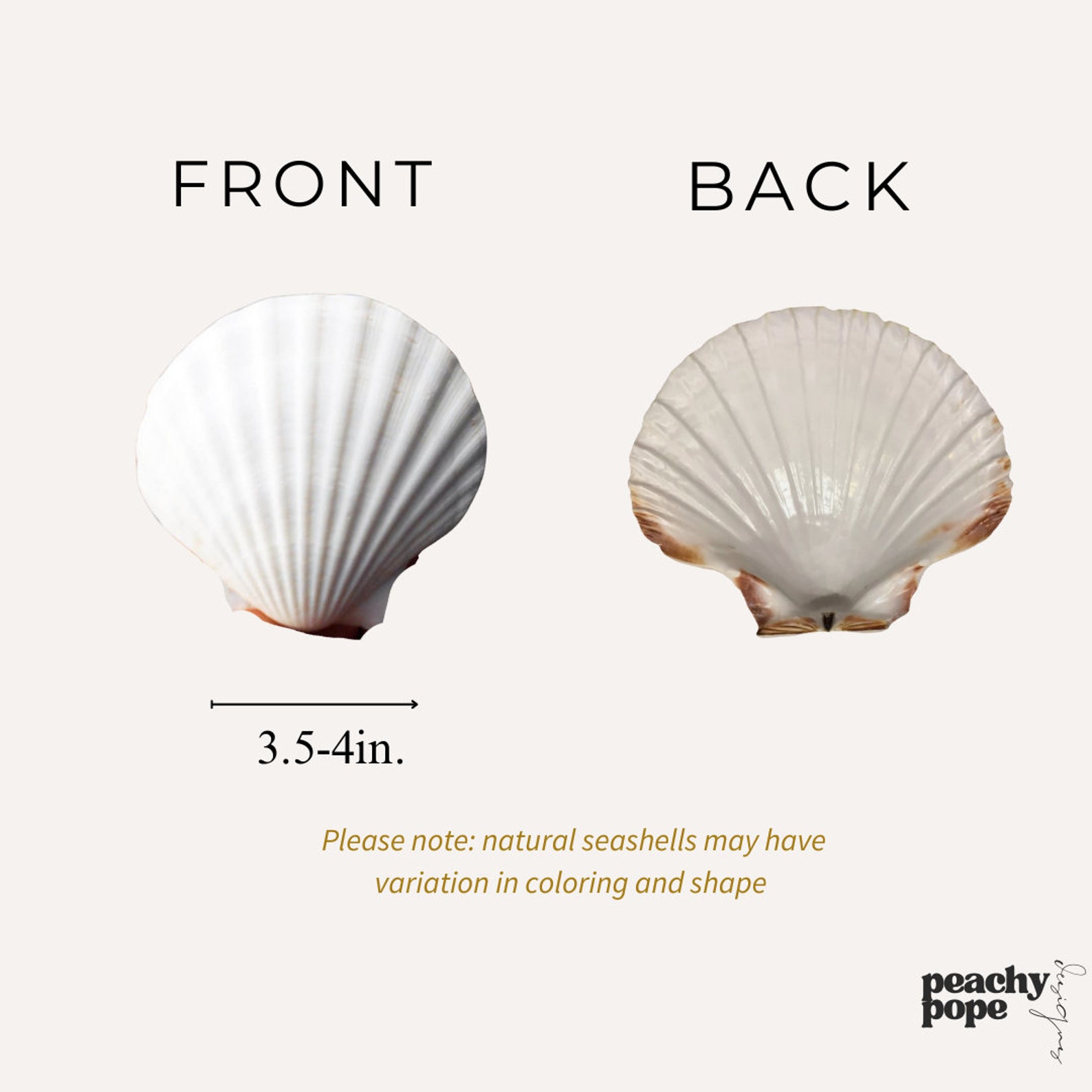 Scallop Seashell Place Cards Wedding| Wedding Name Cards | Beach ...