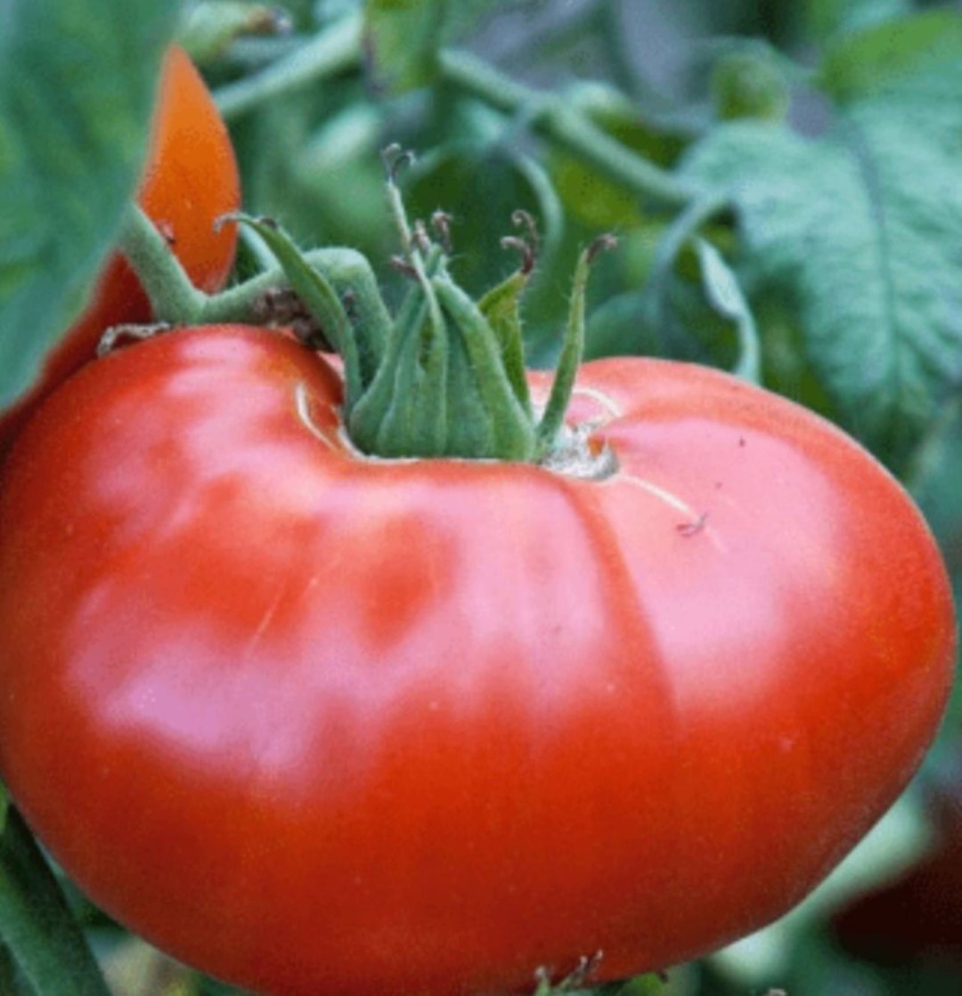 Delicious Tomato Seeds 15 Seeds FREE SHIPPING - Etsy