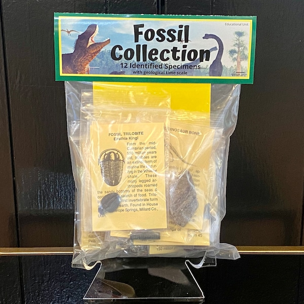 Educational Fossils - Etsy