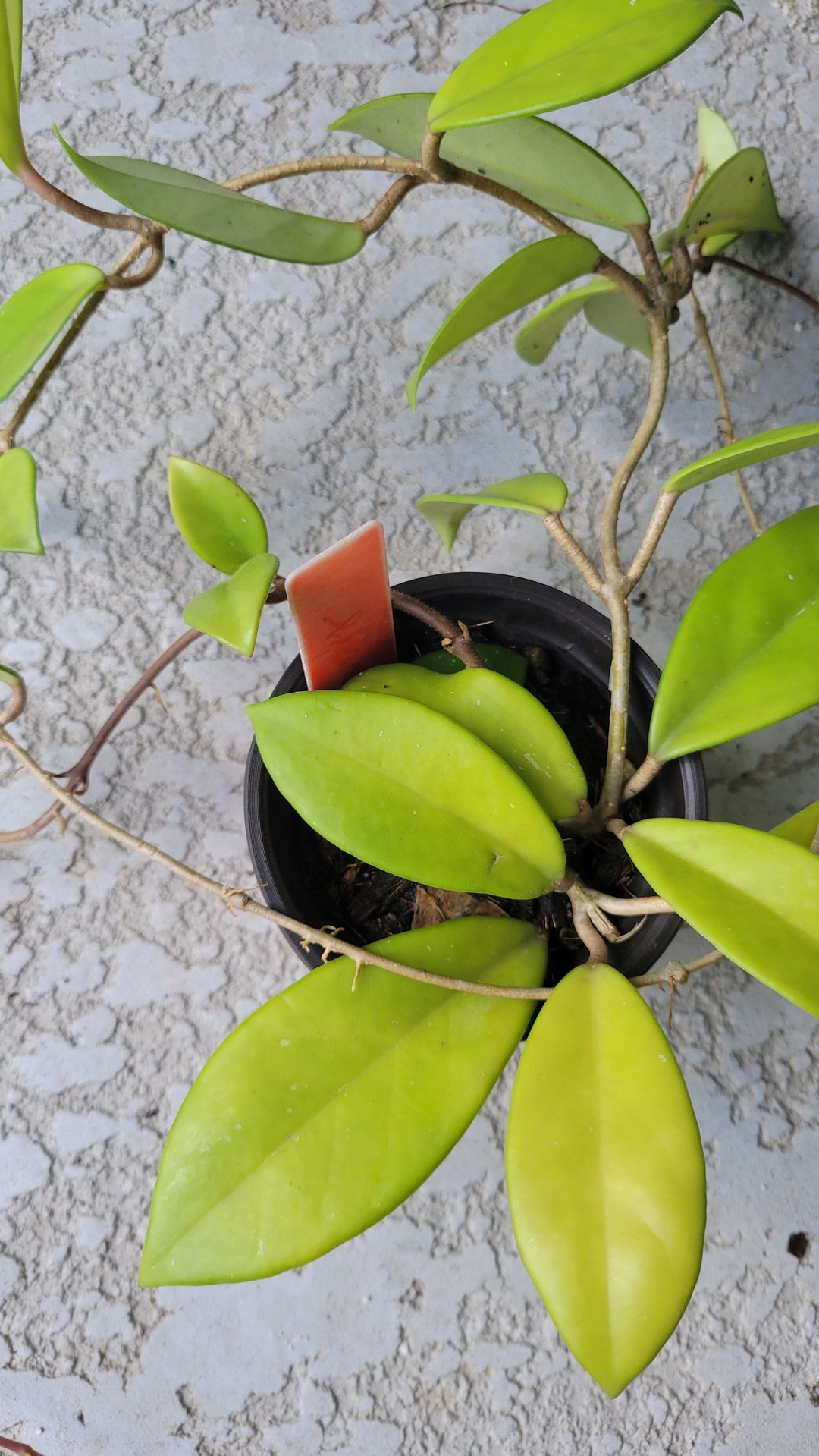 Hoya Larry / Obovata X Fungii Cross Rooted Exact Plant Sms Hybrid - Etsy